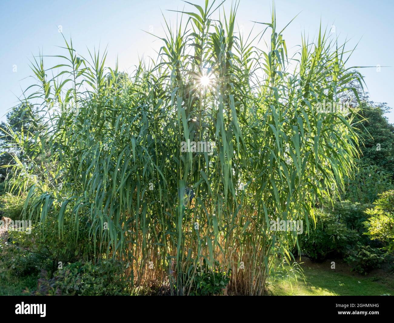 Saccharum officinarum Stock Photo - Alamy