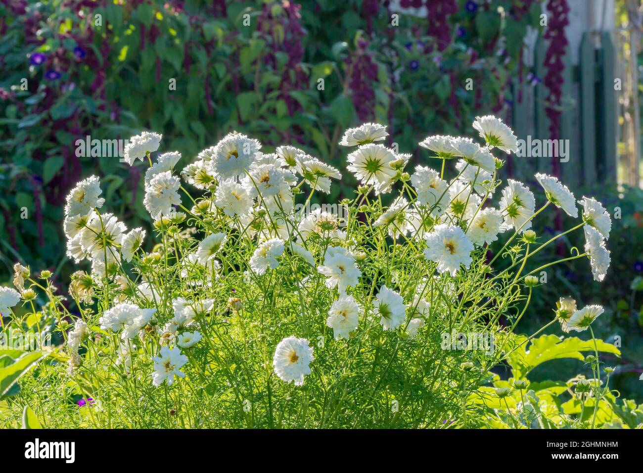 Cosmos bipinnatus 'Double Click White' Stock Photo - Alamy