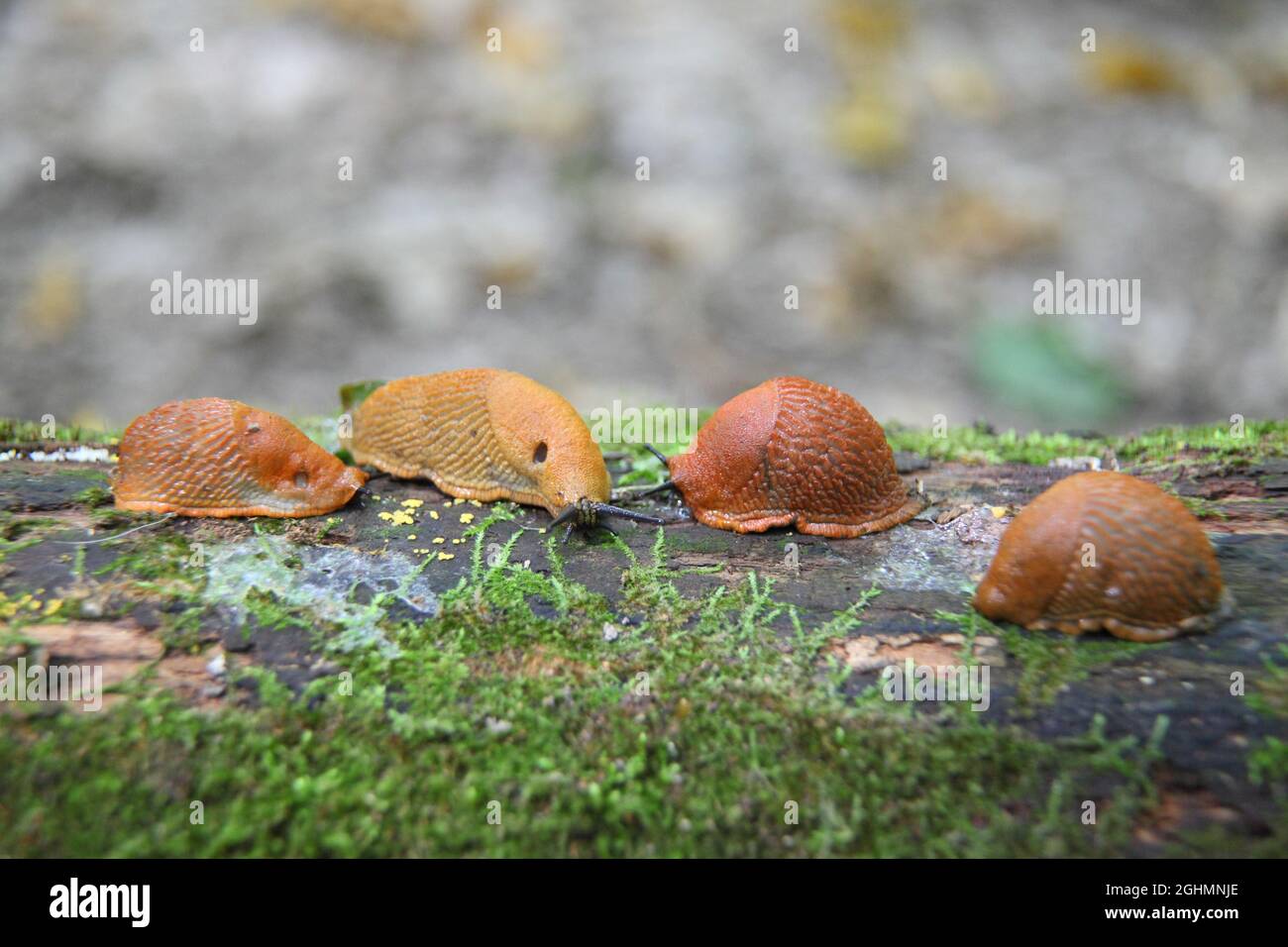 Land slugs hi-res stock photography and images - Alamy