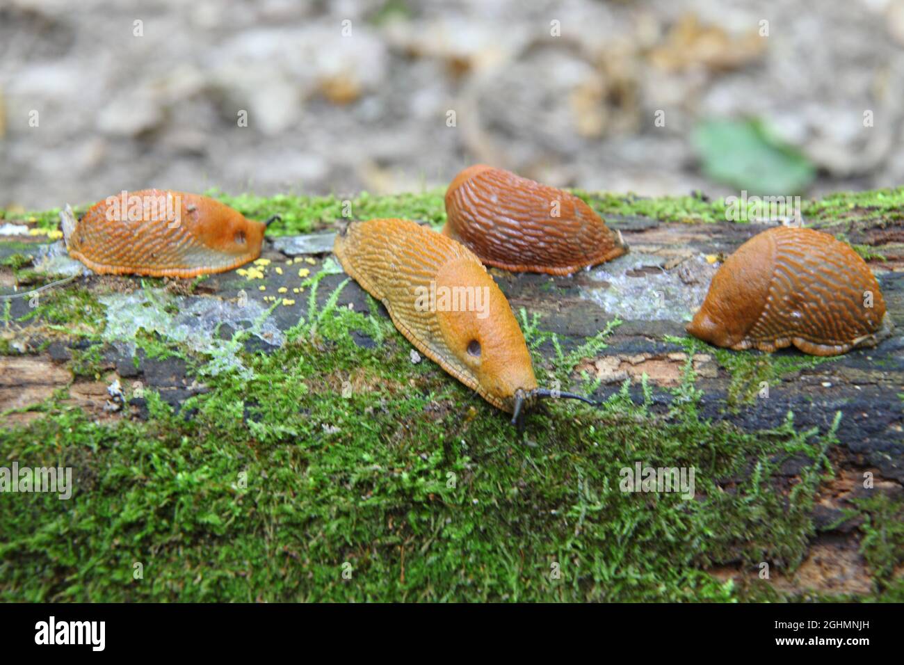Spanish slug - Arion vulgaris. Slugs in motion, on tree stump. Spanish ...