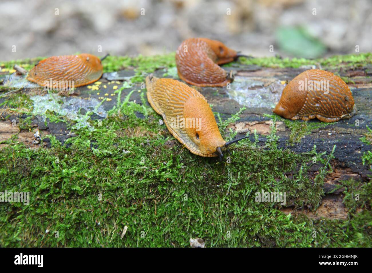 Spanish slug - Arion vulgaris. Slugs in motion, on tree stump. Spanish ...
