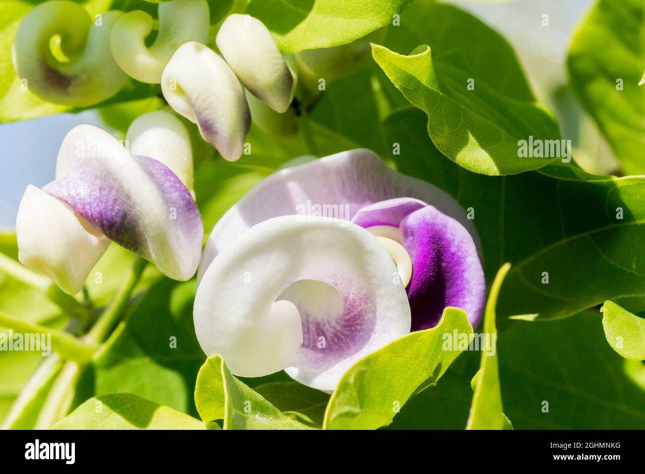 Vigna hi-res stock photography and images - Alamy