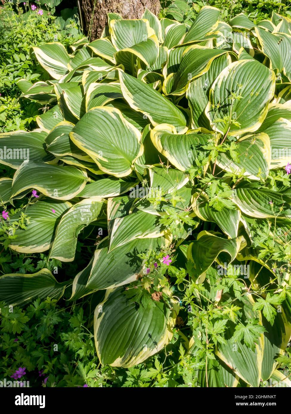 Hosta montana 'Yellow River' Stock Photo - Alamy