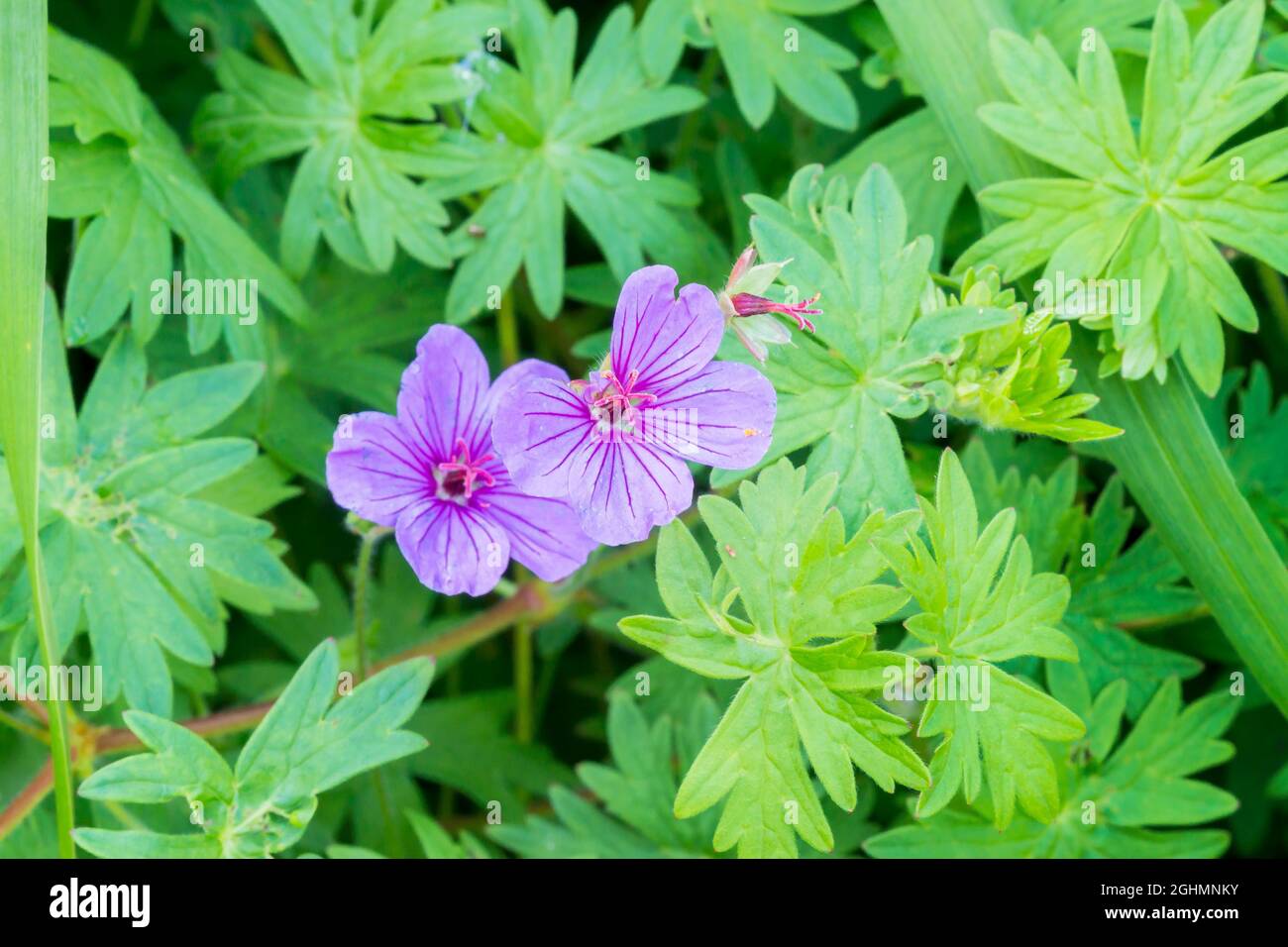 Geranium 'Light Dilys' Stock Photo - Alamy