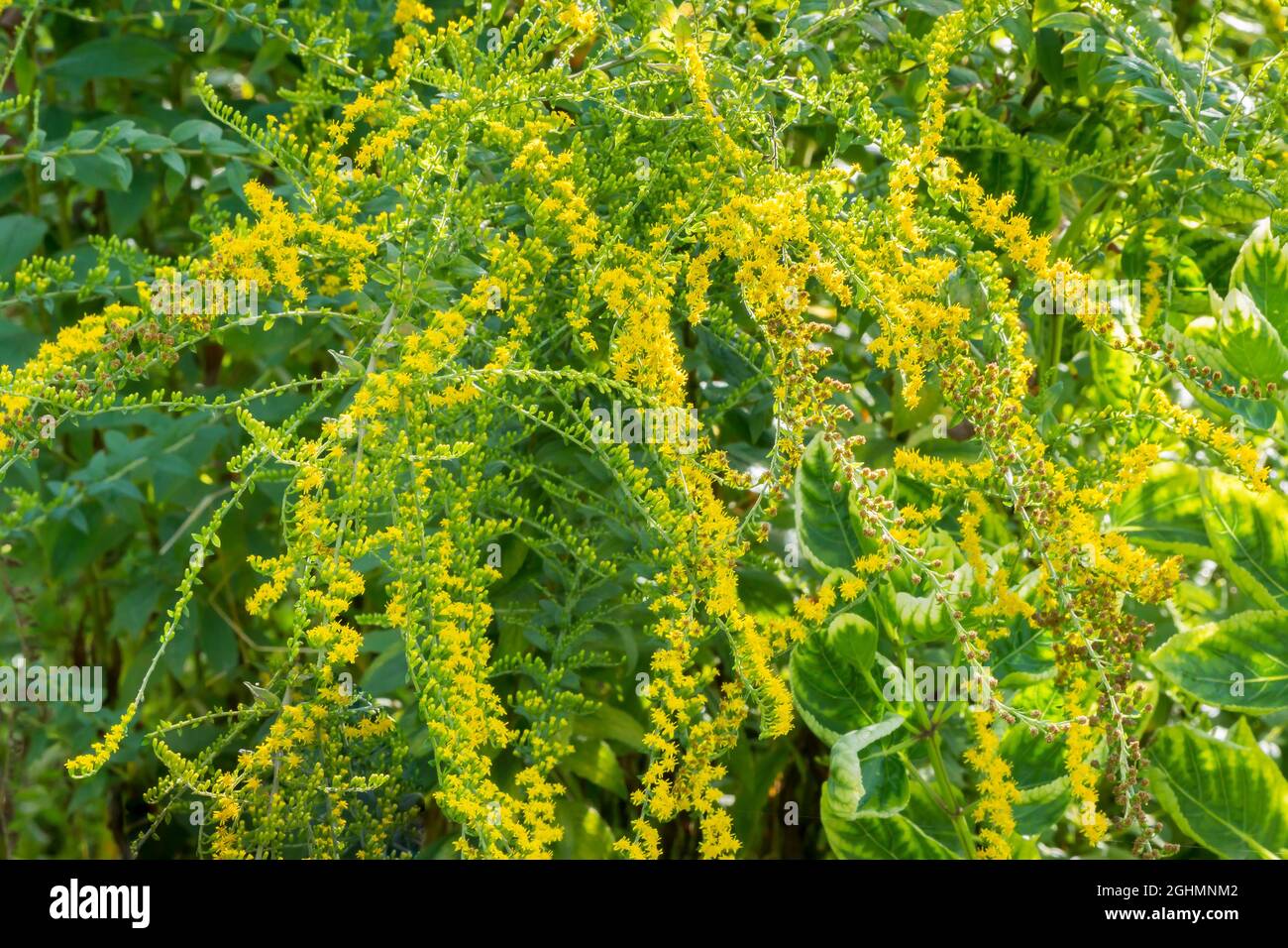 Solidago rugosa 'Fireworks' Stock Photo - Alamy