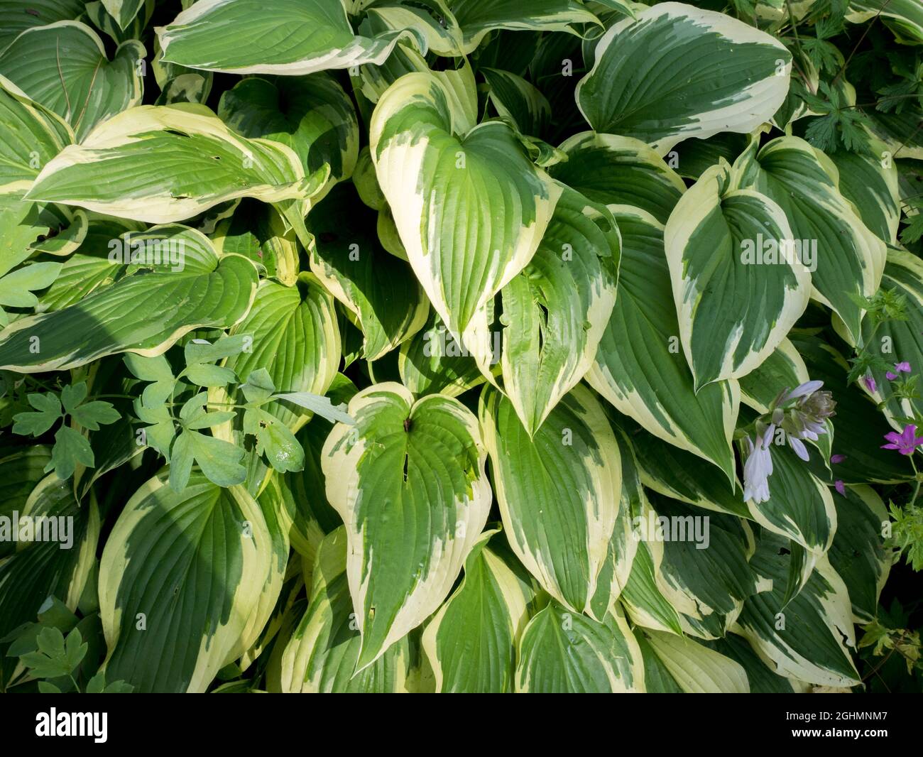 Hosta fortunei 'Antioch' Stock Photo - Alamy