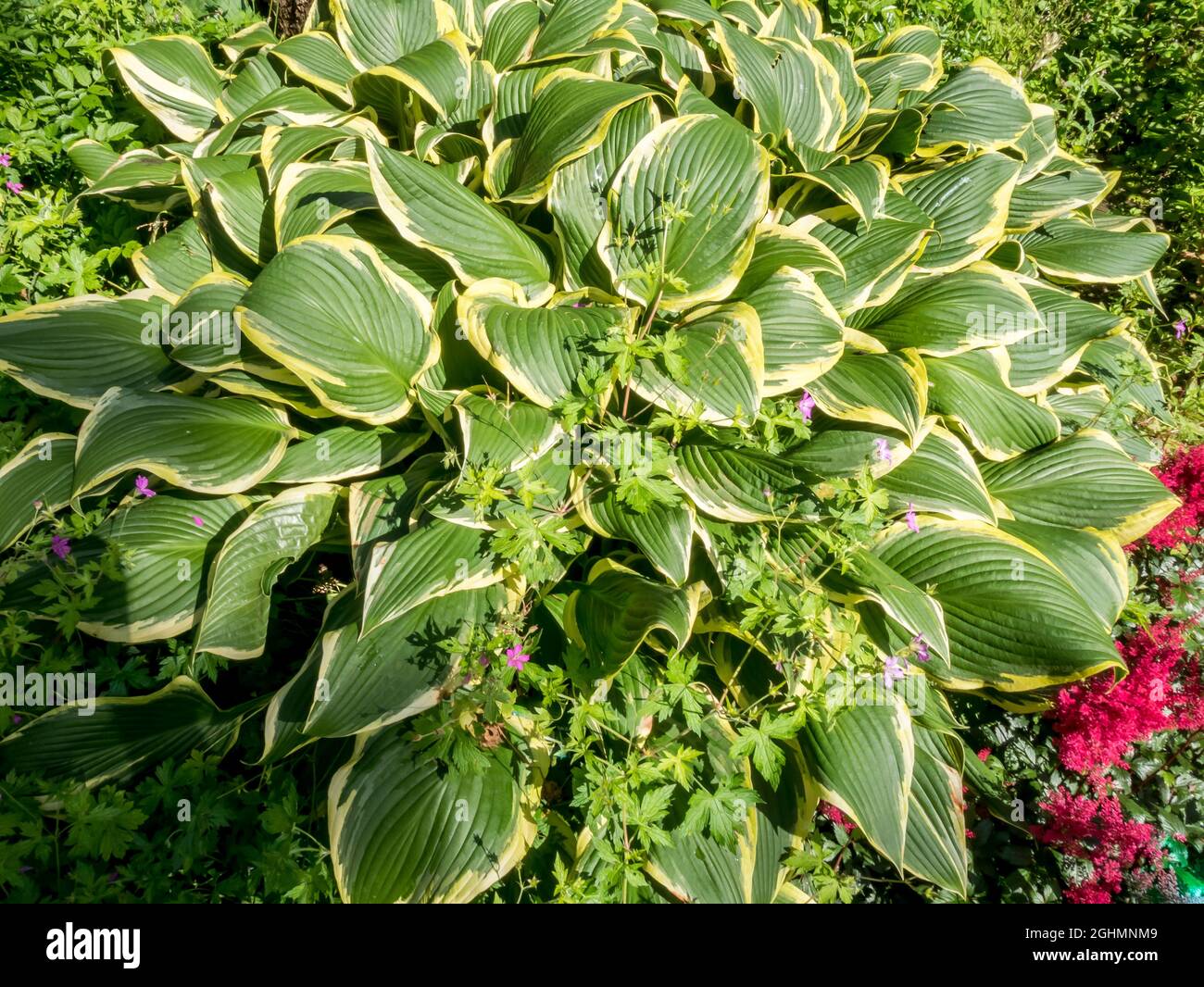 Hosta montana 'Yellow River' Stock Photo - Alamy