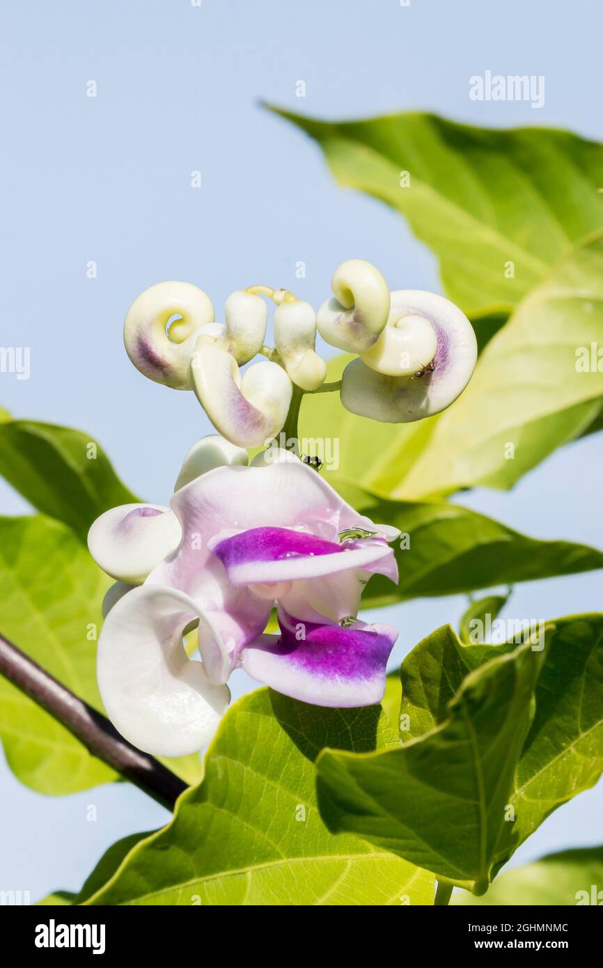 Vigna sp hi-res stock photography and images - Alamy