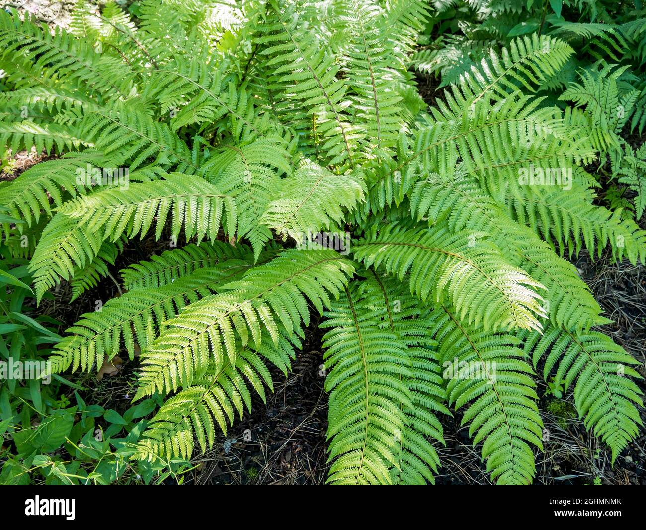 Polypodium interjectum 'Cornubiense' Stock Photo - Alamy