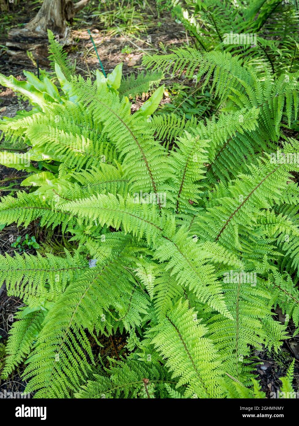 Polystichum setiferum 'Cristato-gracile' Stock Photo - Alamy