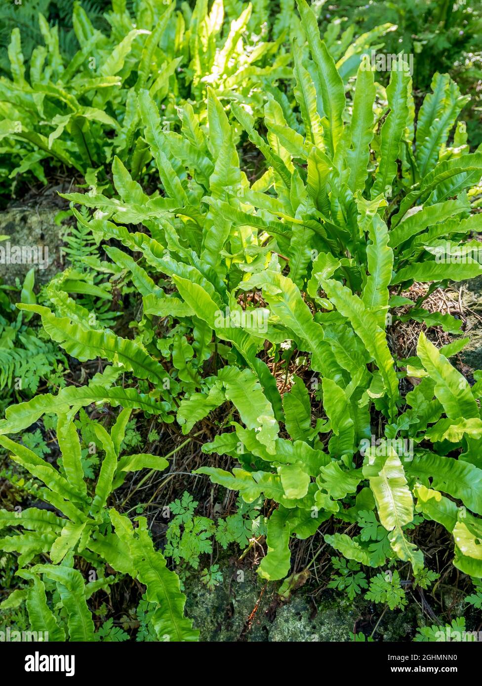 Asplenium species hi-res stock photography and images - Alamy