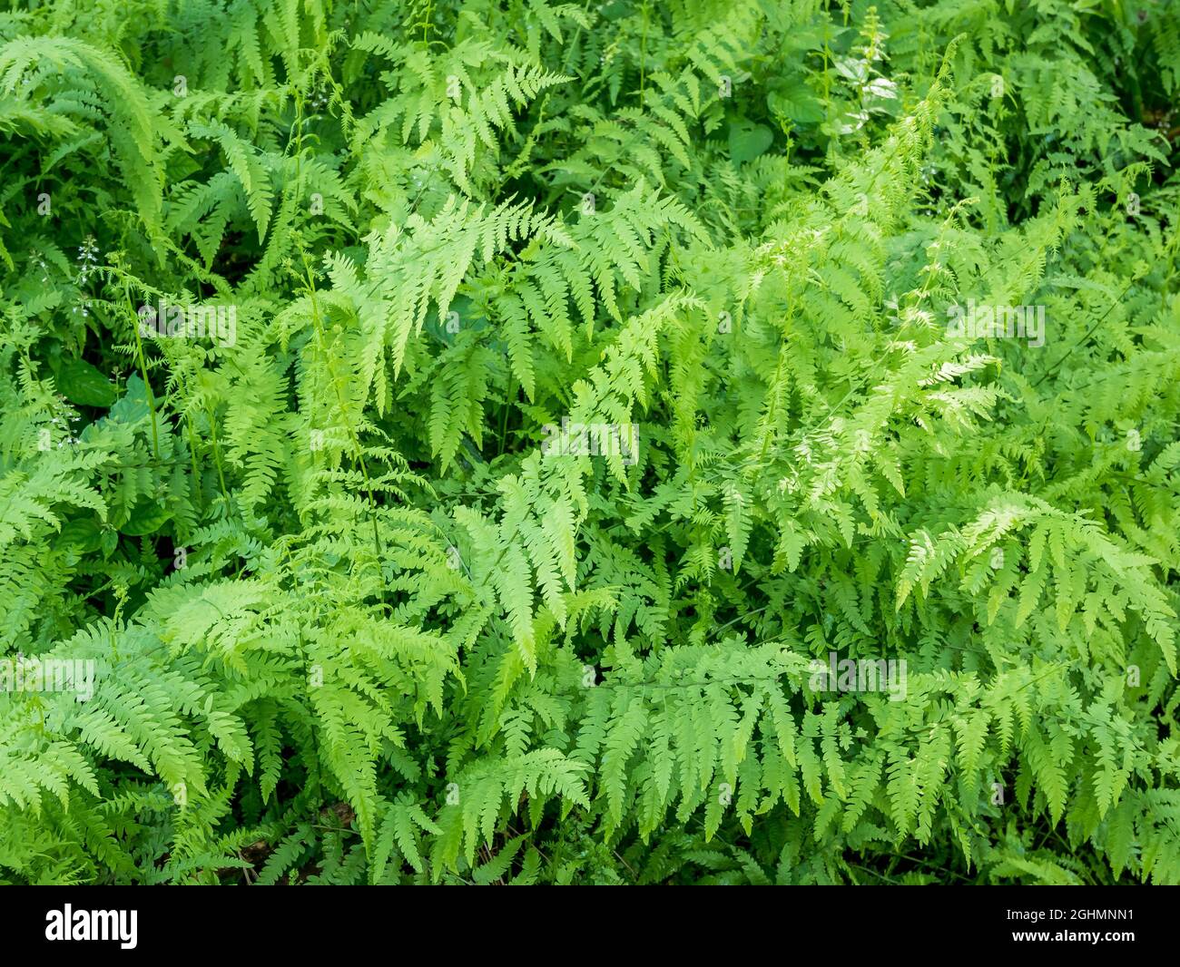 Thelypteris hi-res stock photography and images - Alamy