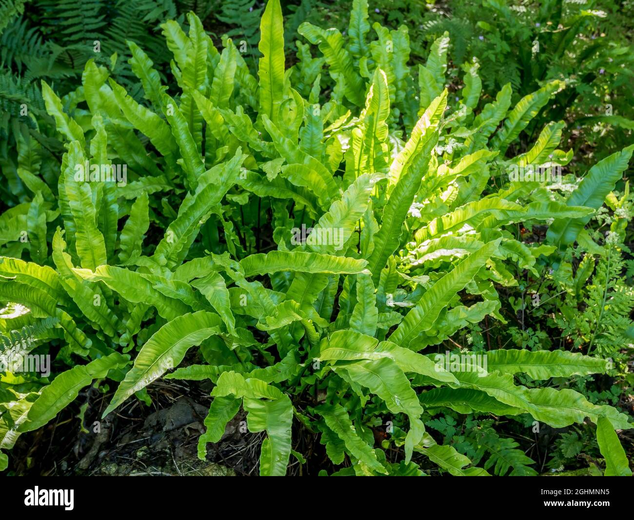Phyllitis vulgare hi-res stock photography and images - Alamy