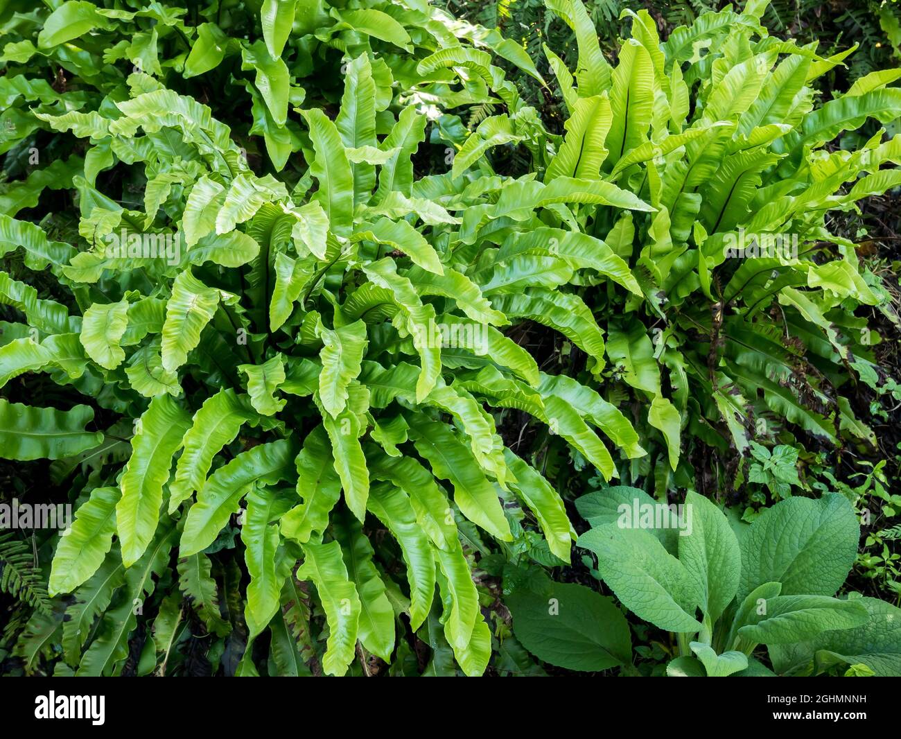 Asplenium species hi-res stock photography and images - Alamy