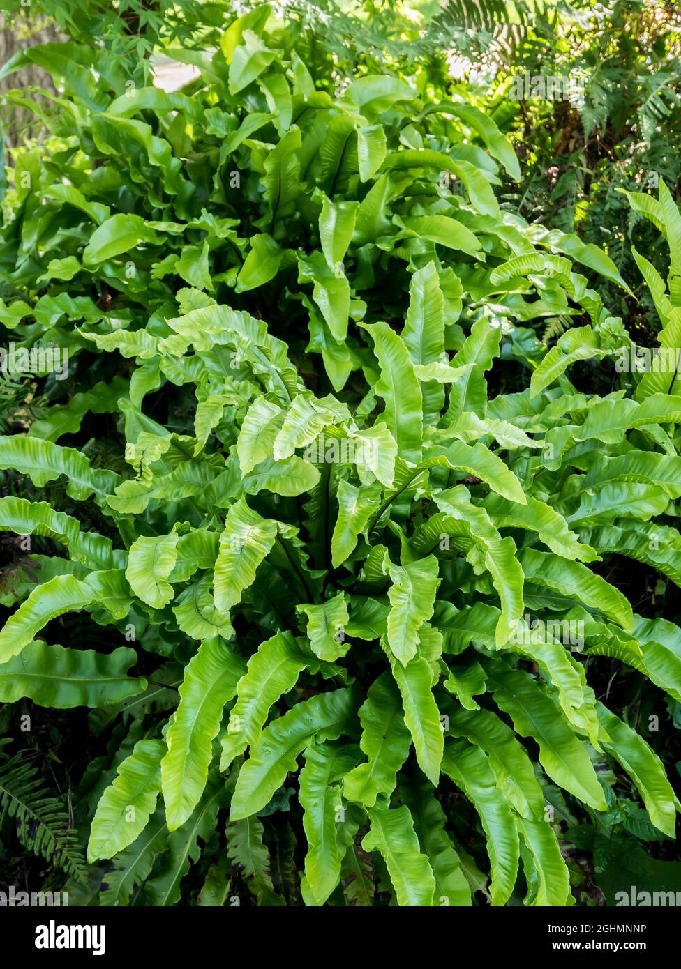 Asplenium species hi-res stock photography and images - Alamy