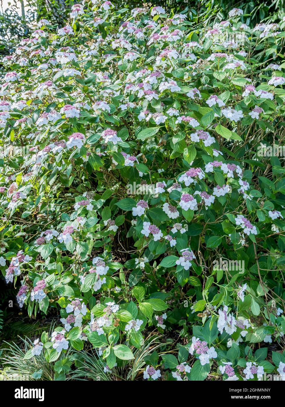 Hydrangea macrophylla 'Tokyo Delight' Stock Photo - Alamy