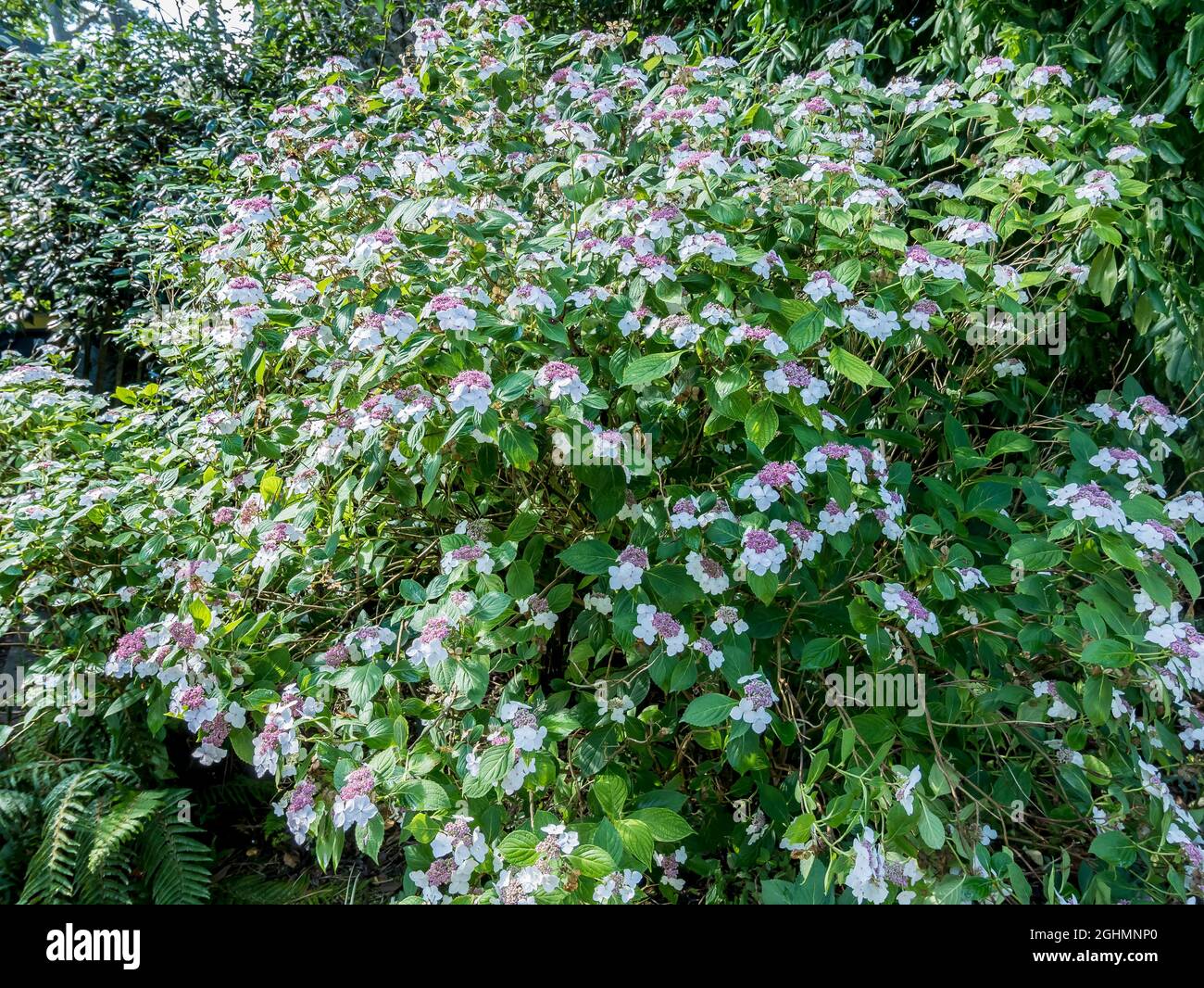 Hydrangea macrophylla 'Tokyo Delight' Stock Photo - Alamy