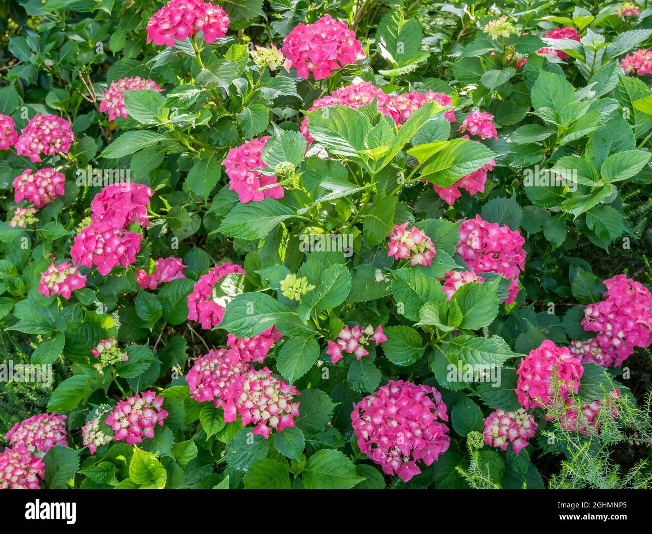 Hydrangea macrophylla 'Masja' Stock Photo - Alamy
