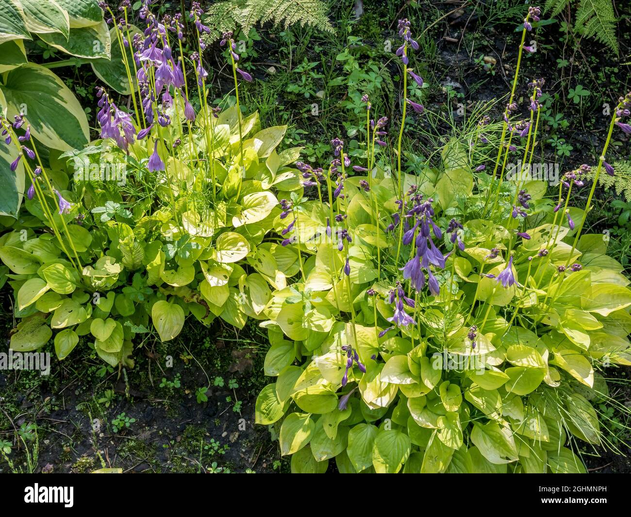 Hosta clausa var. normalis Stock Photo - Alamy