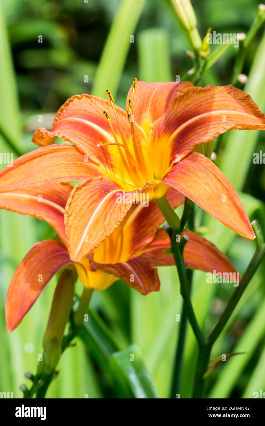 Hemerocallis fulva hi-res stock photography and images - Alamy