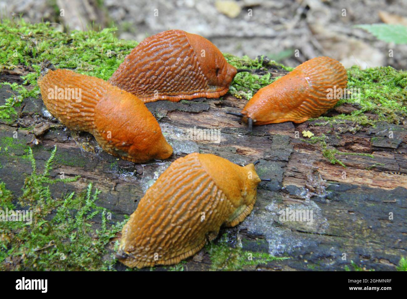 Spanish slug - Arion vulgaris. Slugs in motion, on tree stump. Spanish ...
