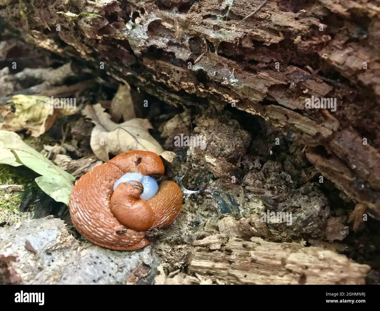 Spanish slug - Arion vulgaris. Slugs in motion, on tree stump. Spanish ...