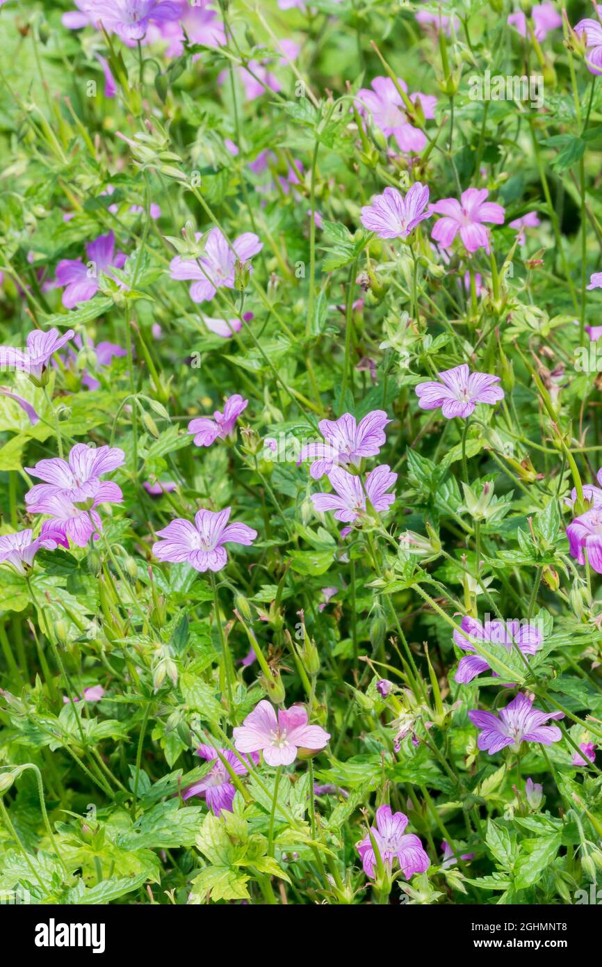 Geranium oxonianum 'Rose Clair' Stock Photo - Alamy