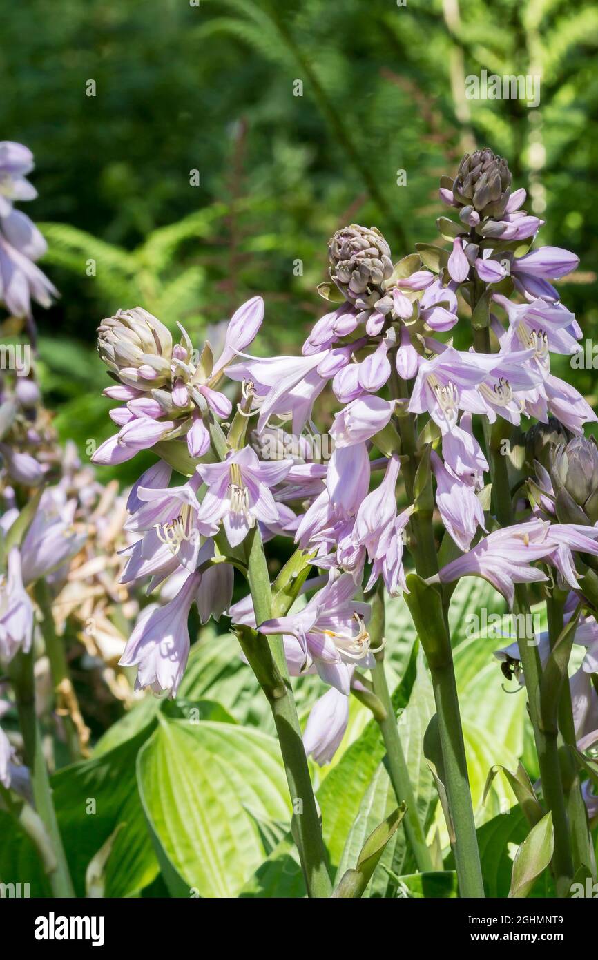 Hosta 'Sea Monster' Stock Photo - Alamy