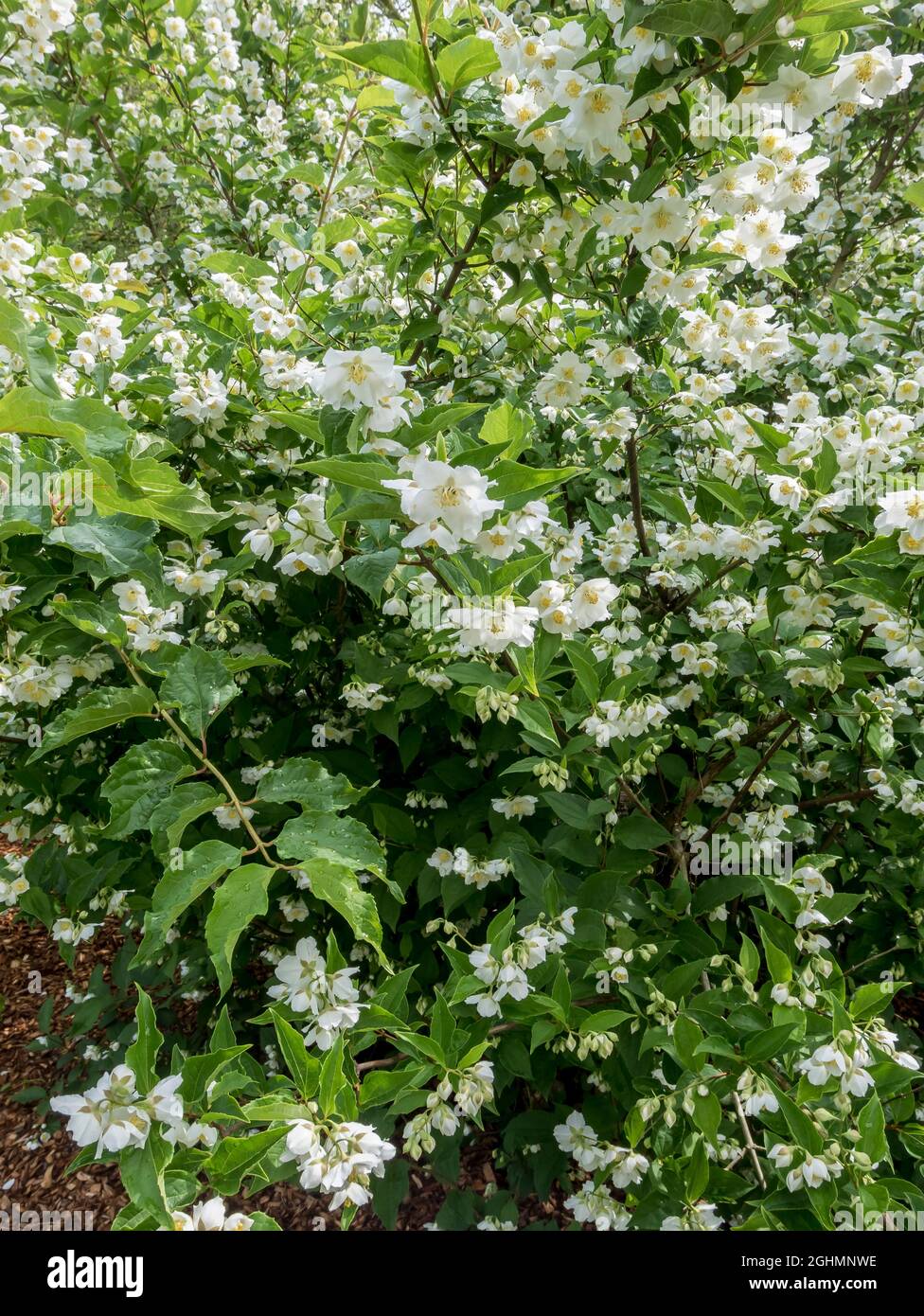 Philadelphus 'Innocence', Philadelphus coronarius Stock Photo - Alamy