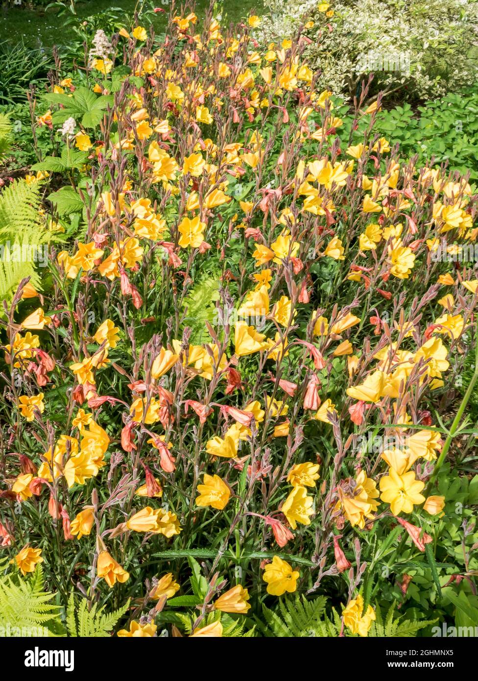Oenothera sp hi-res stock photography and images - Alamy