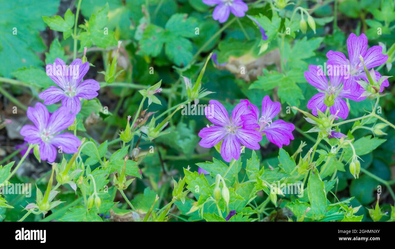 Geranium oxonianum 'Miriam Rundle' Stock Photo - Alamy