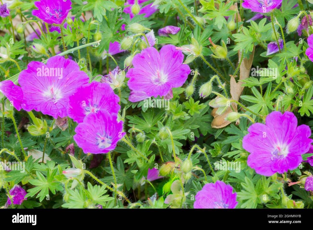 Geranium sanguineum 'Max Frei' Stock Photo - Alamy