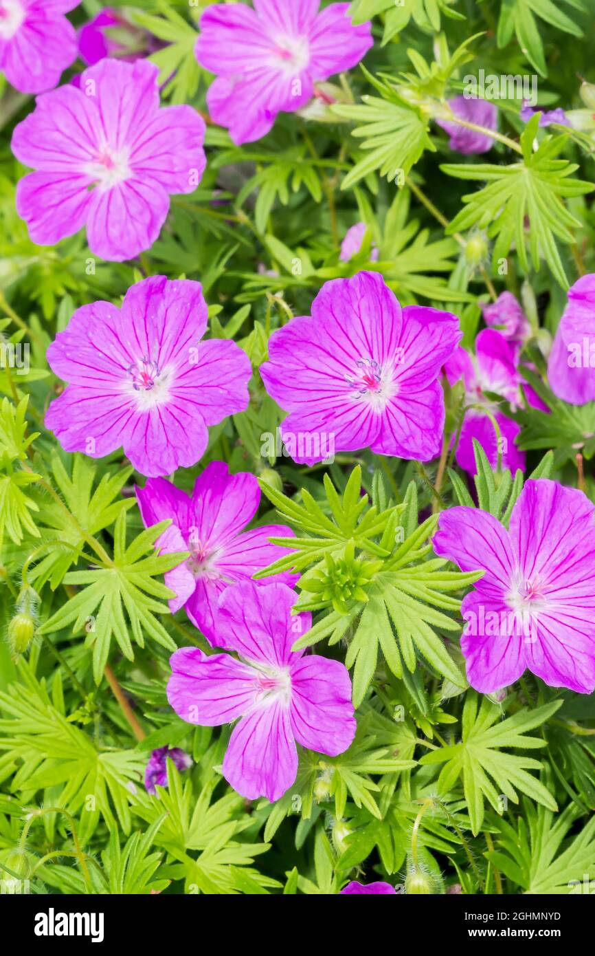 Geranium sanguineum 'Vision Rose' Stock Photo - Alamy