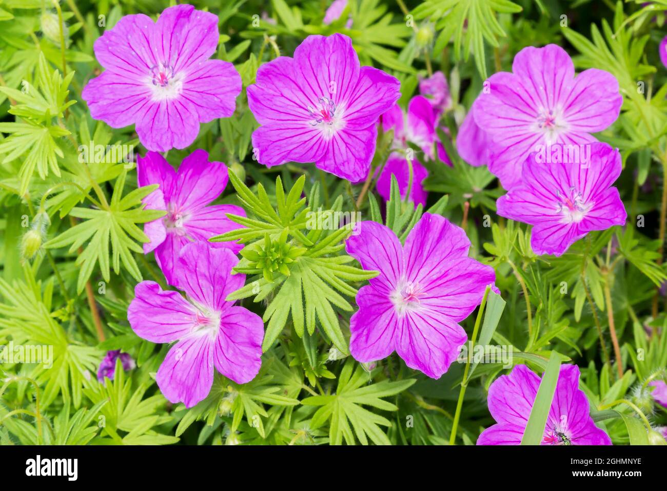 Geranium sanguineum 'Vision Rose' Stock Photo - Alamy