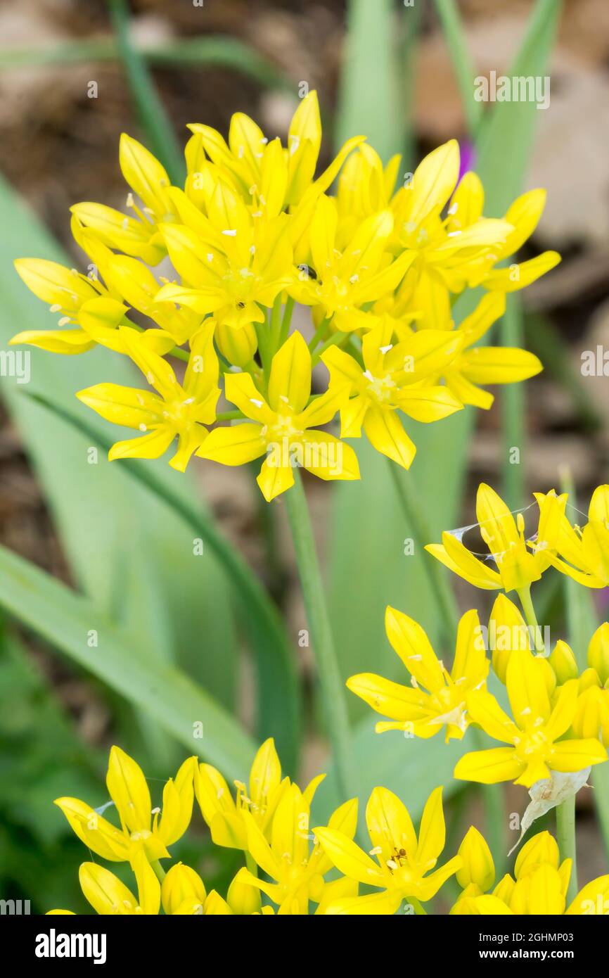 Allium moly golden garlic lily hi-res stock photography and images - Alamy