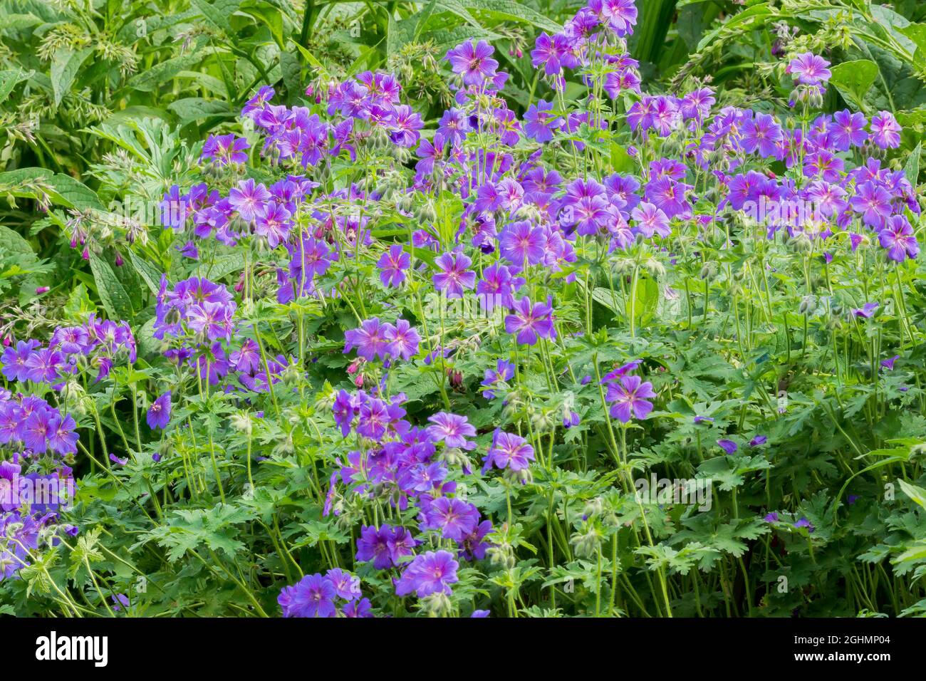 Geranium family hi-res stock photography and images - Alamy
