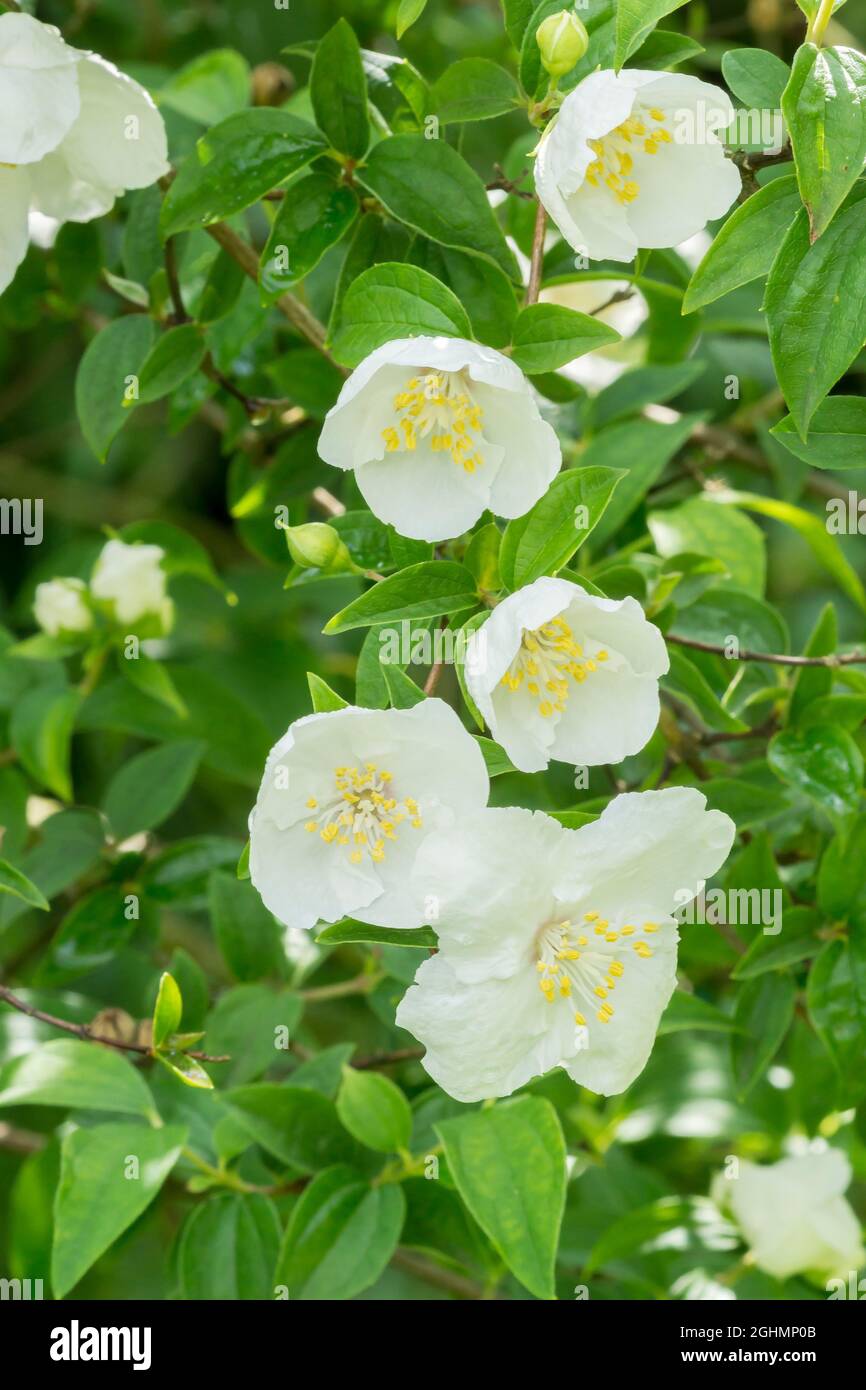 Philadelphus grandiflorus hi-res stock photography and images - Alamy