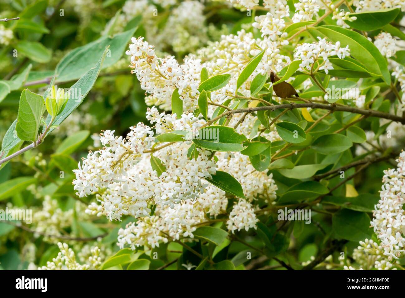 Ligustrum japonicum Texanum Stock Photo - Alamy