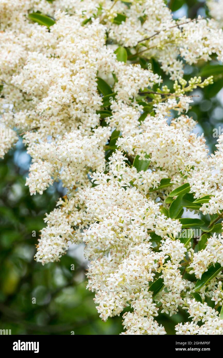 Ligustrum japonicum Texanum Stock Photo - Alamy