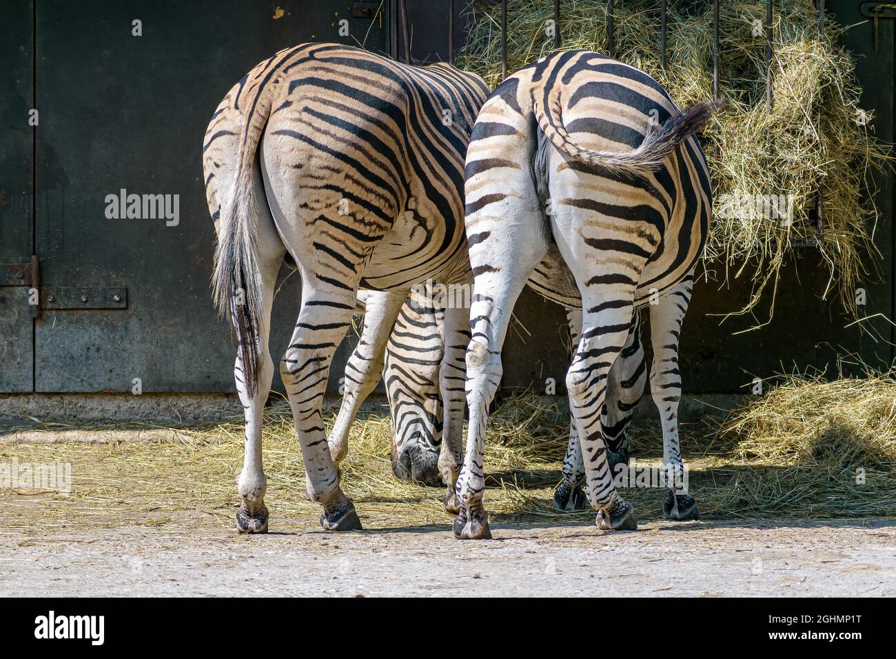 Back view of zebras in the zoo Stock Photo - Alamy