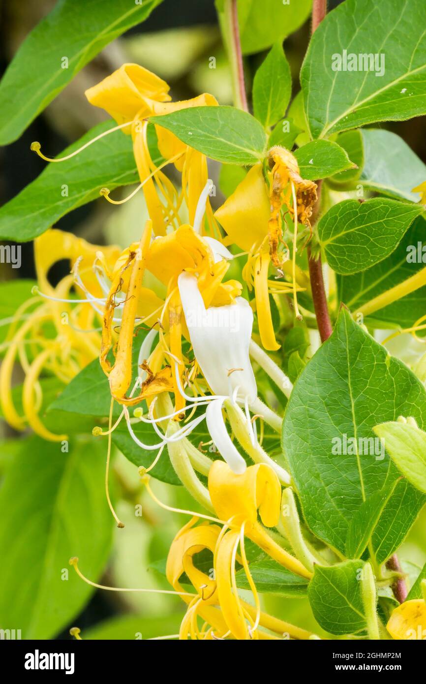 Lonicera japonica 'Hall's Prolific' Stock Photo - Alamy