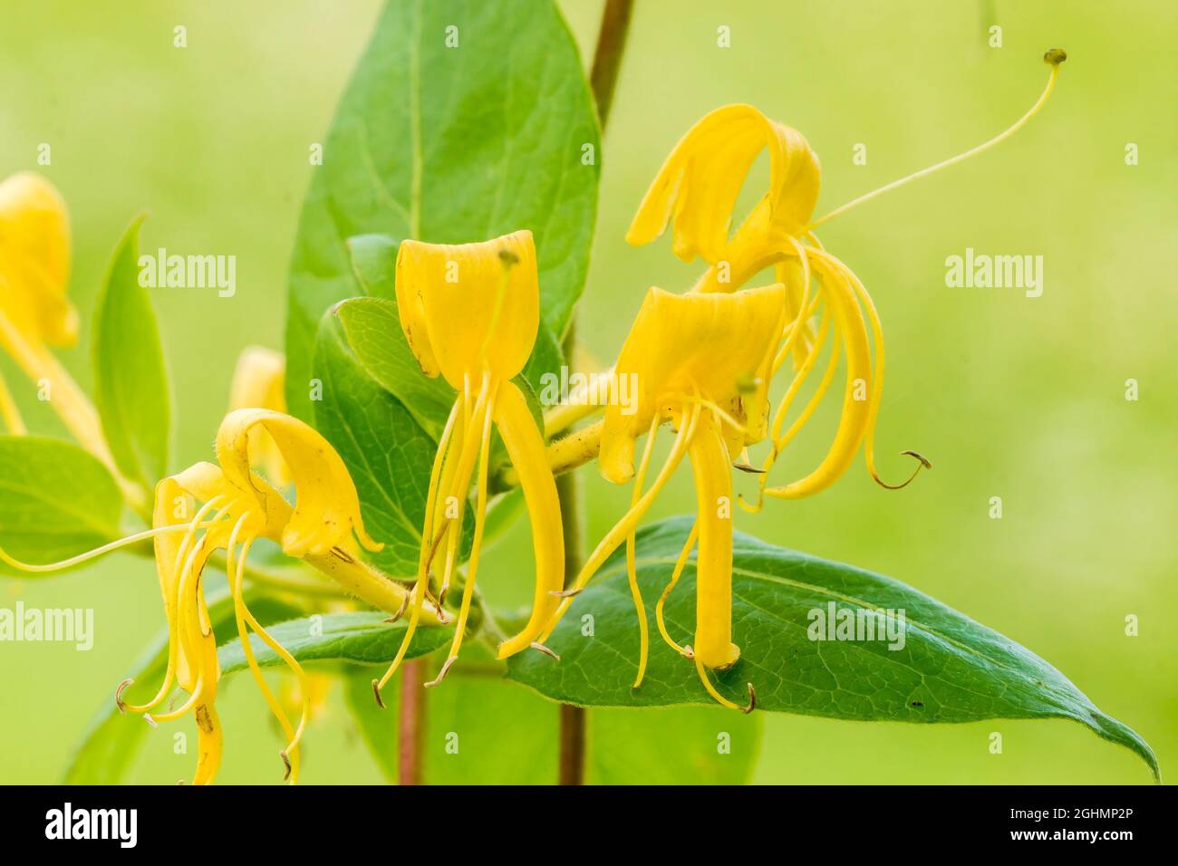 Lonicera japonica 'Hall's Prolific' Stock Photo - Alamy