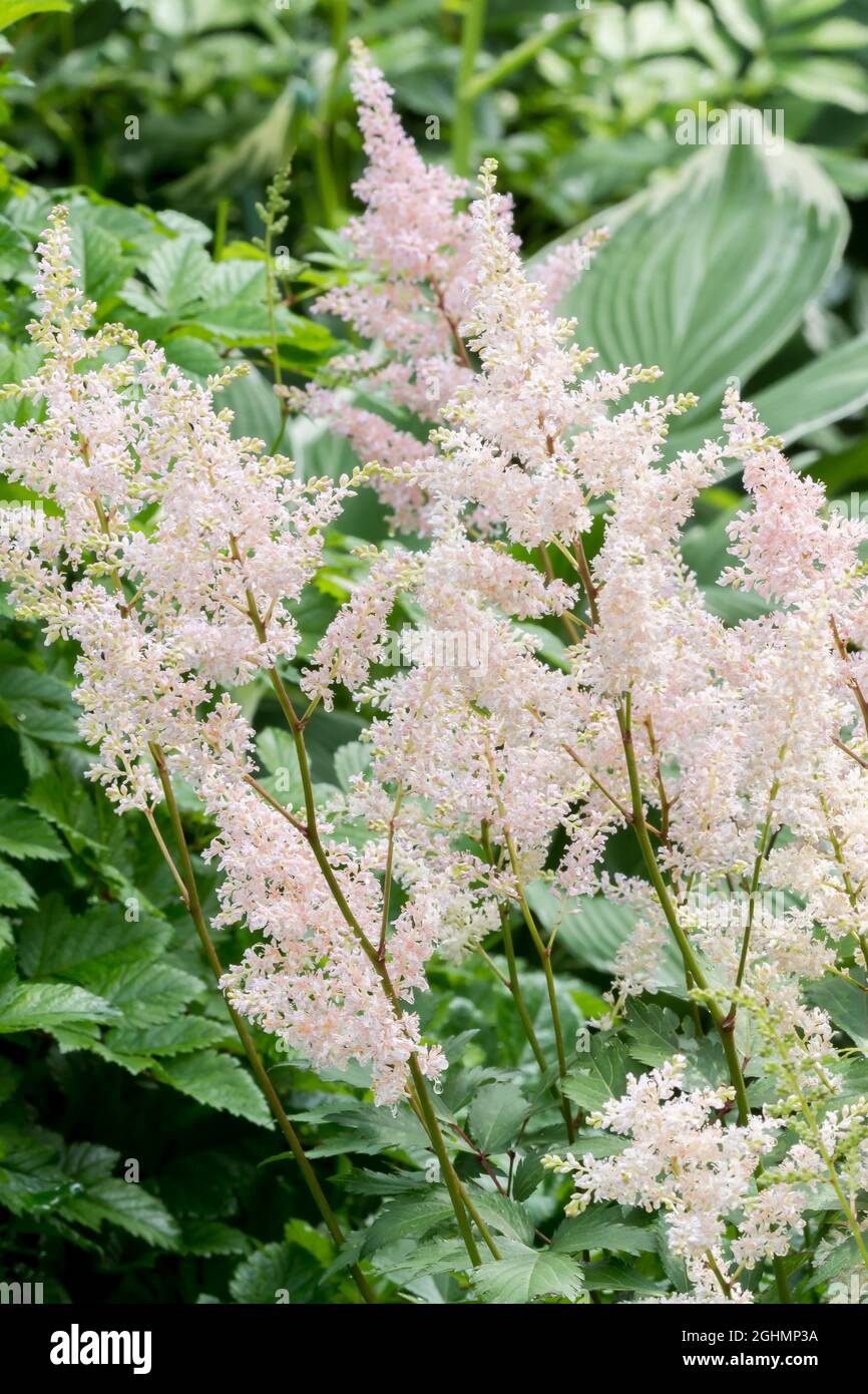 Astilbe rosea 'Peach Blossom' Stock Photo - Alamy