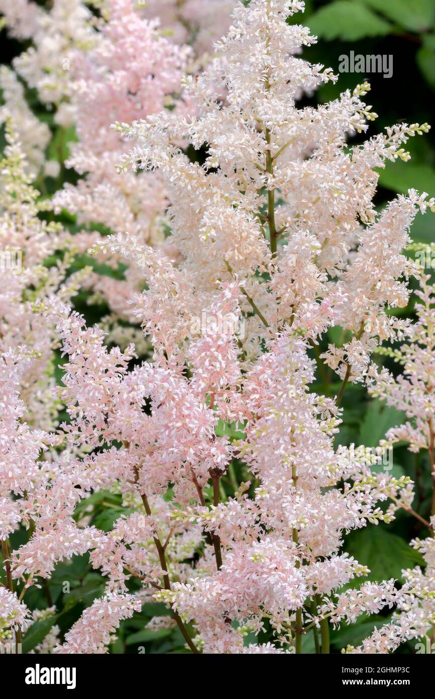 Astilbe rosea 'Peach Blossom' Stock Photo - Alamy