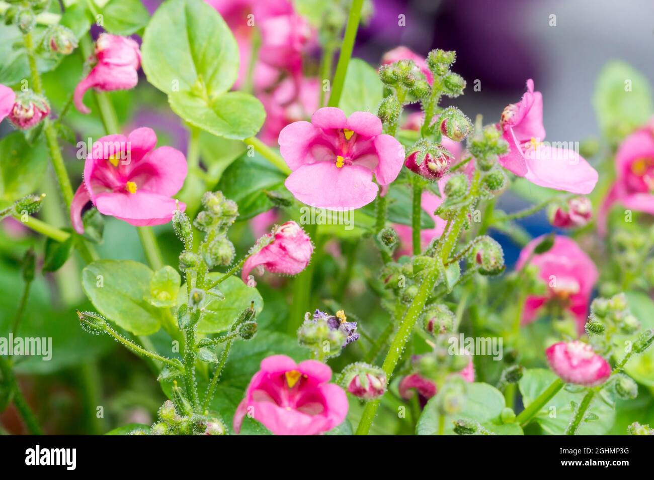 Diascia barberae 'Ruby Field' Stock Photo - Alamy