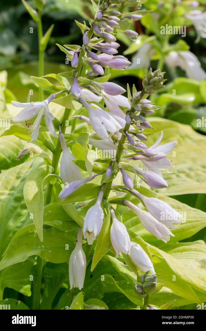 Hosta species hi-res stock photography and images - Alamy