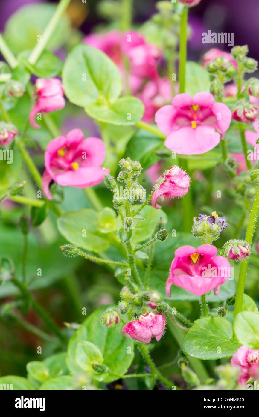 Diascia barberae 'Ruby Field' Stock Photo - Alamy