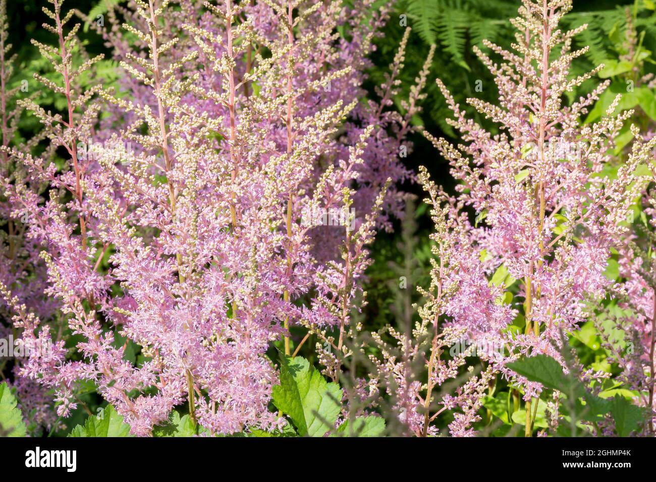 Astilbe arendsii 'Bressingham Beauty' Stock Photo - Alamy