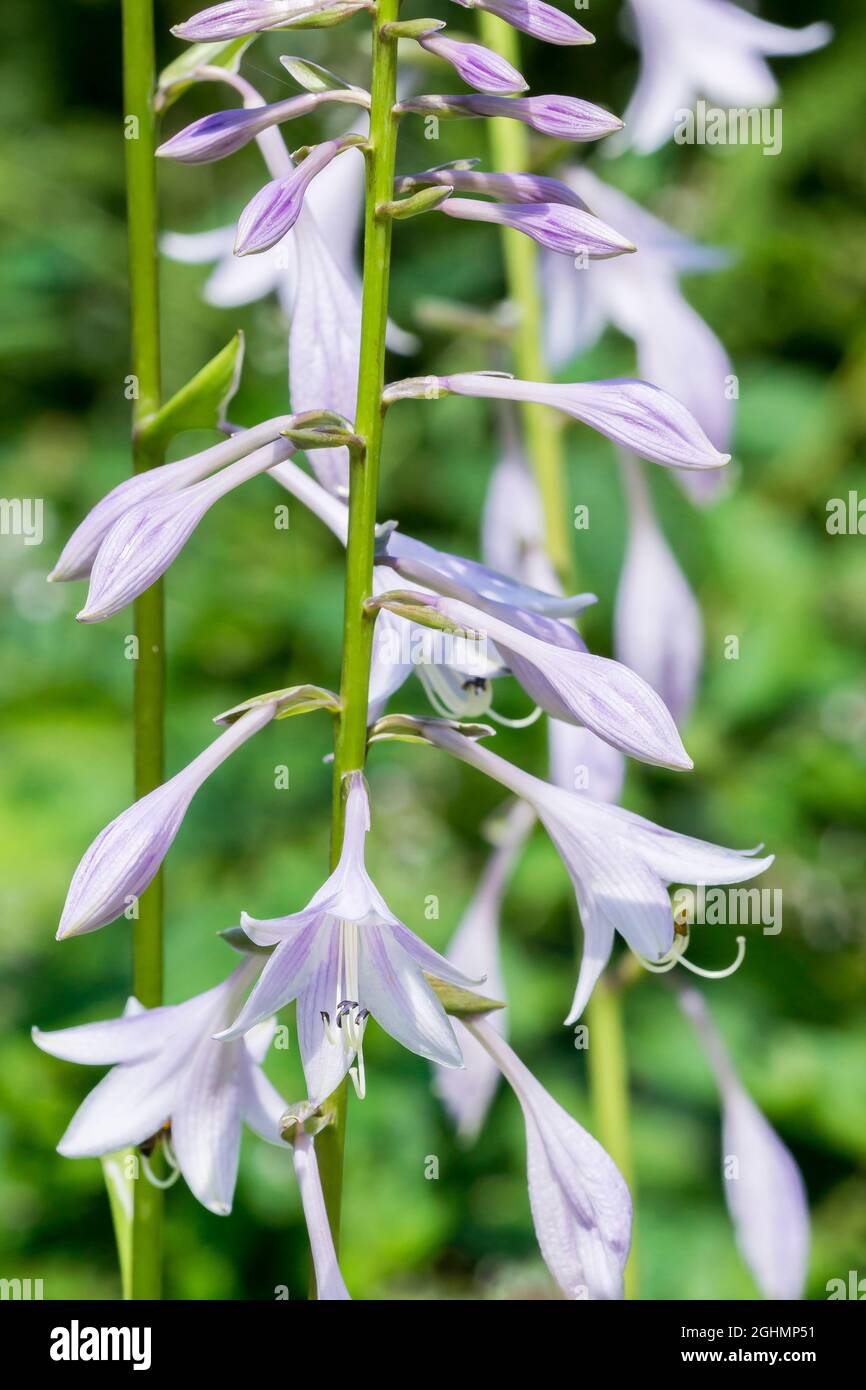 Hosta Hosta Undulata High Resolution Stock Photography and Images - Alamy