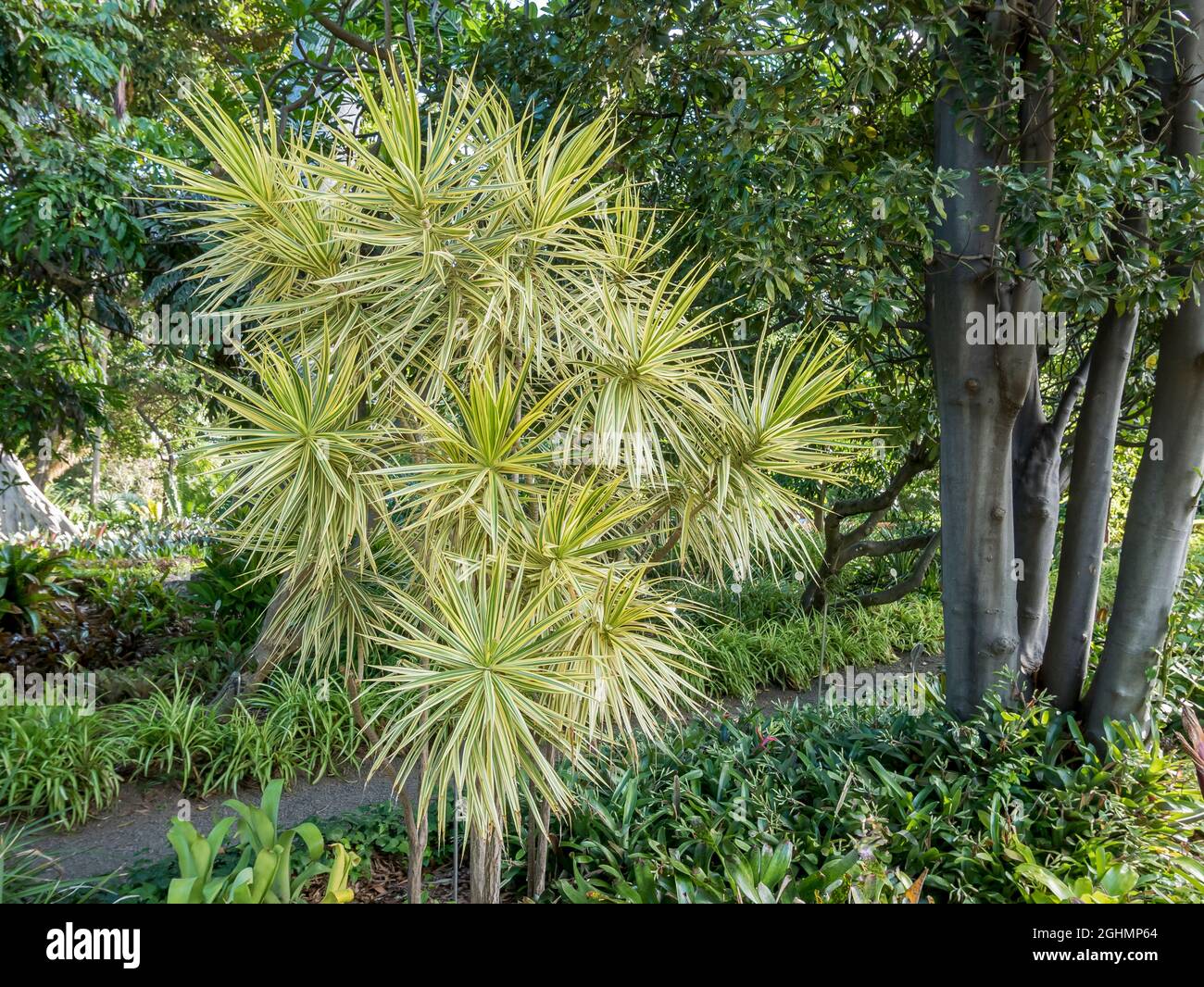 Dracaena sp hi-res stock photography and images - Alamy